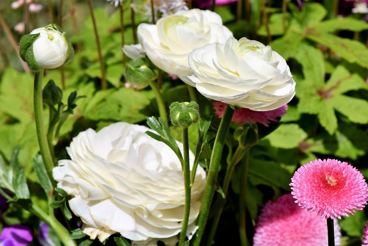 Zoom sur la renoncule, la belle fleur du printemps